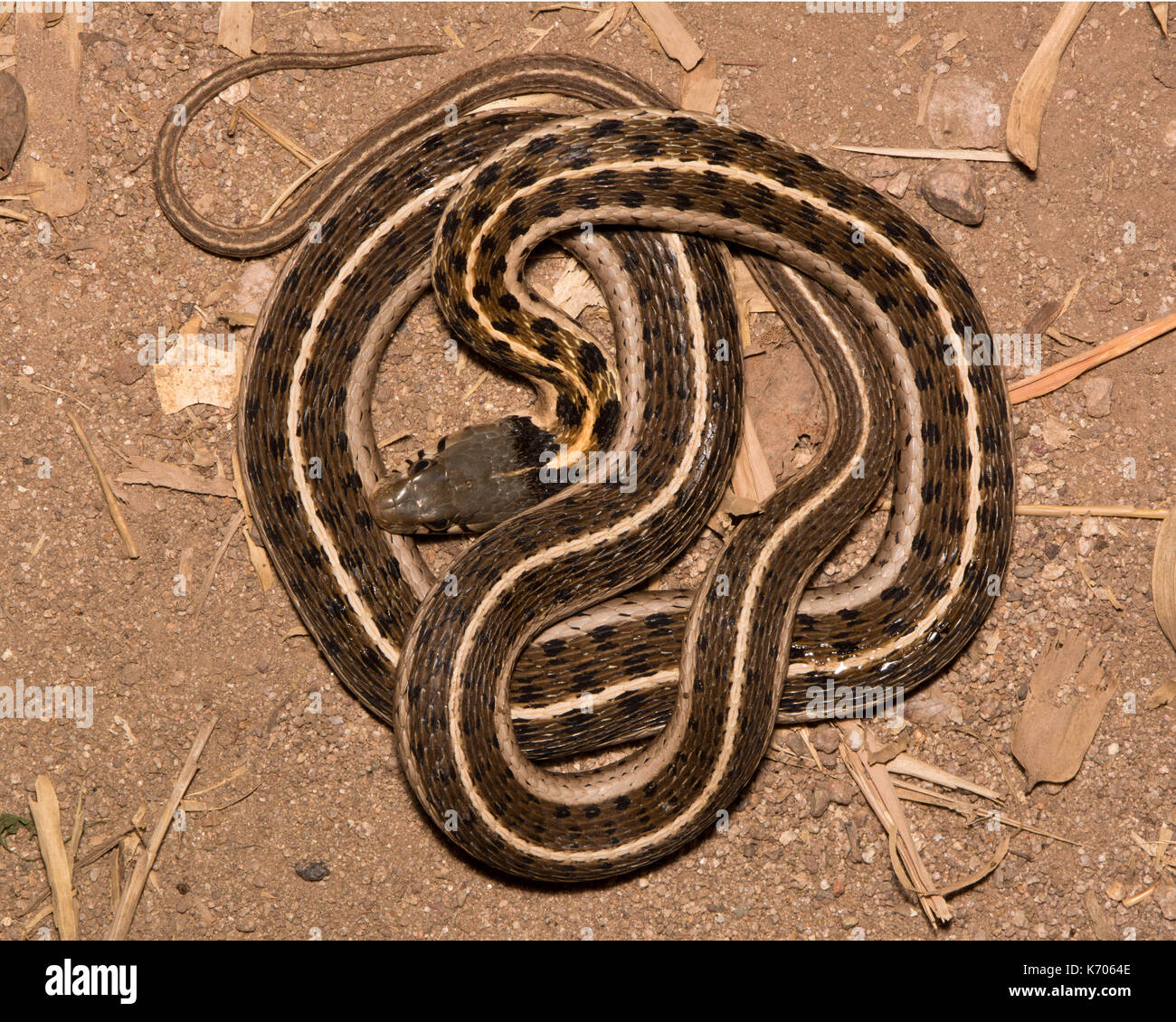 Collared Black-necked Gartersnake (Thamnophis cyrtopsis collaris) from ...