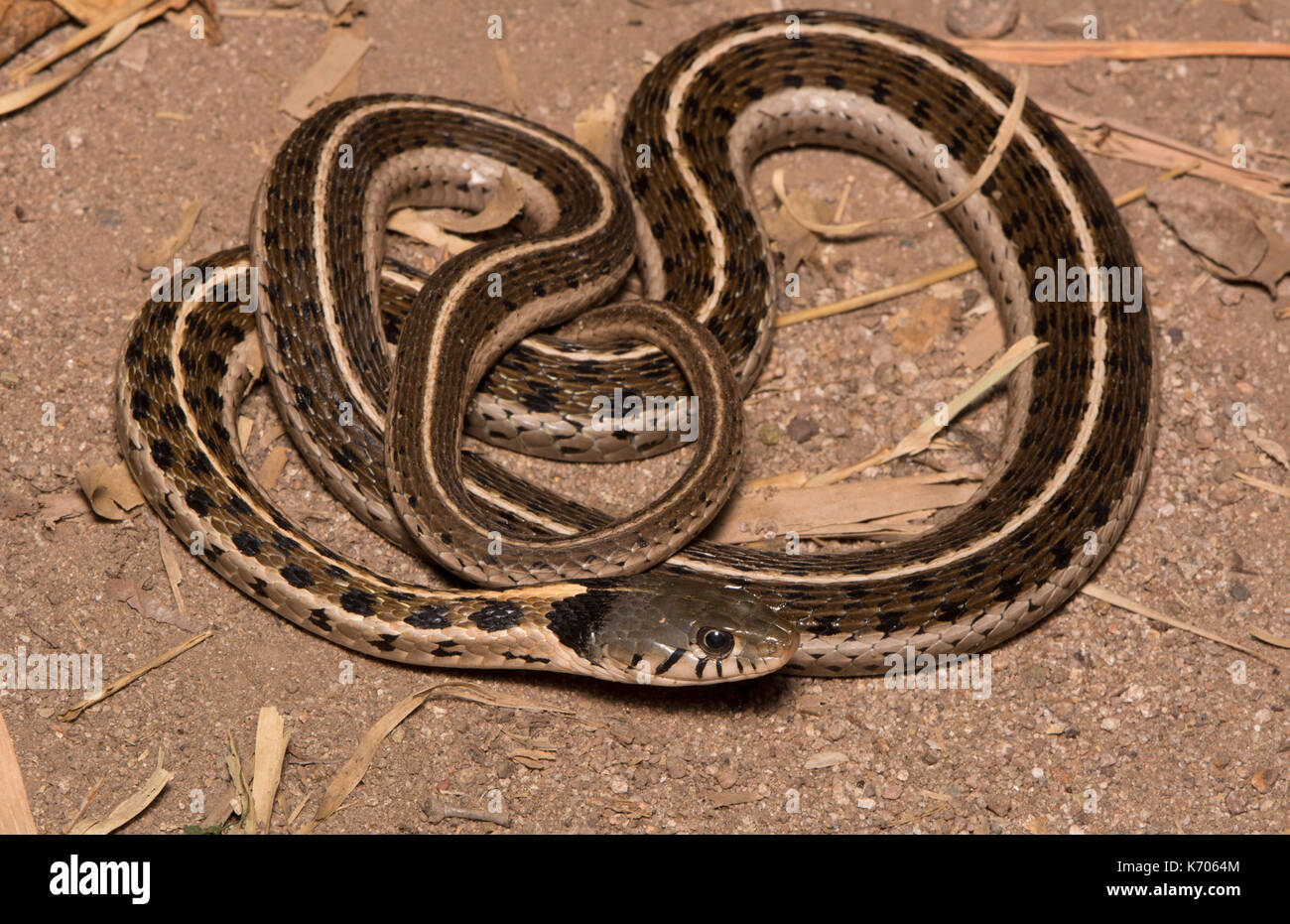 Collared Black-necked Gartersnake (Thamnophis cyrtopsis collaris) from ...