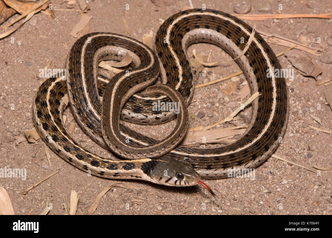 Collared Black-necked Gartersnake (Thamnophis cyrtopsis collaris) from ...