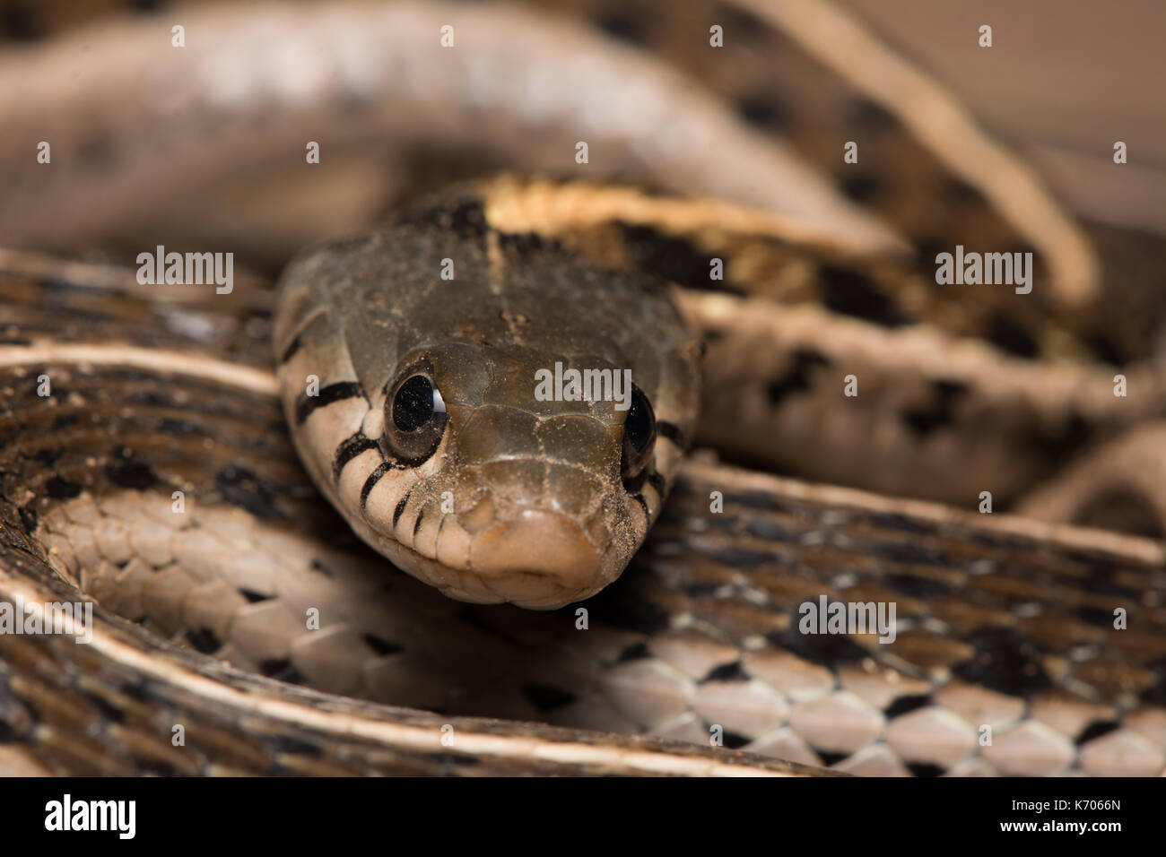 Collared Black-necked Gartersnake (Thamnophis cyrtopsis collaris) from ...