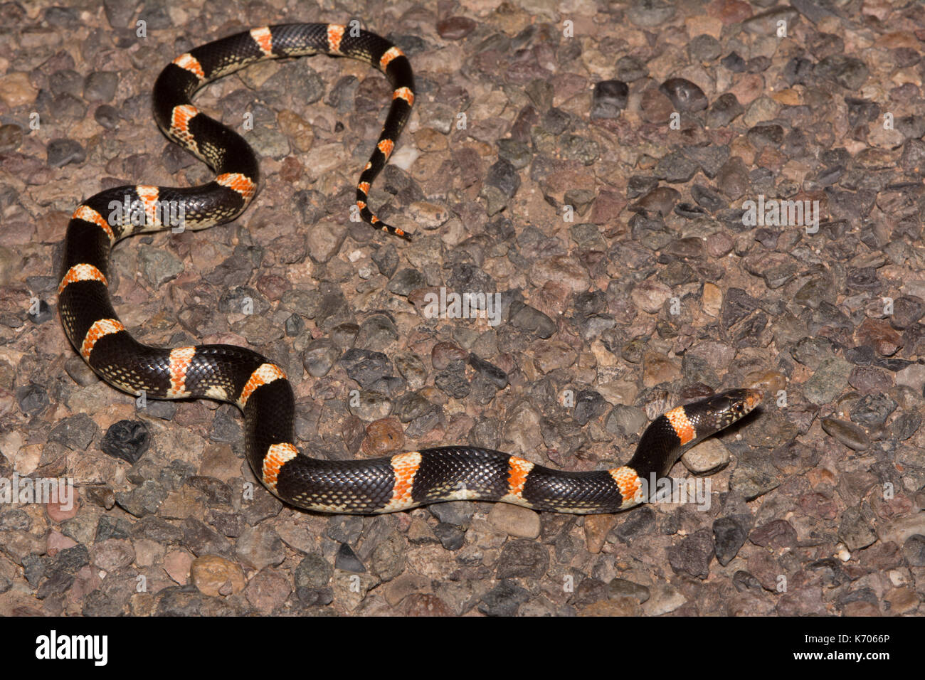 Antons longnose snake hi-res stock photography and images - Alamy