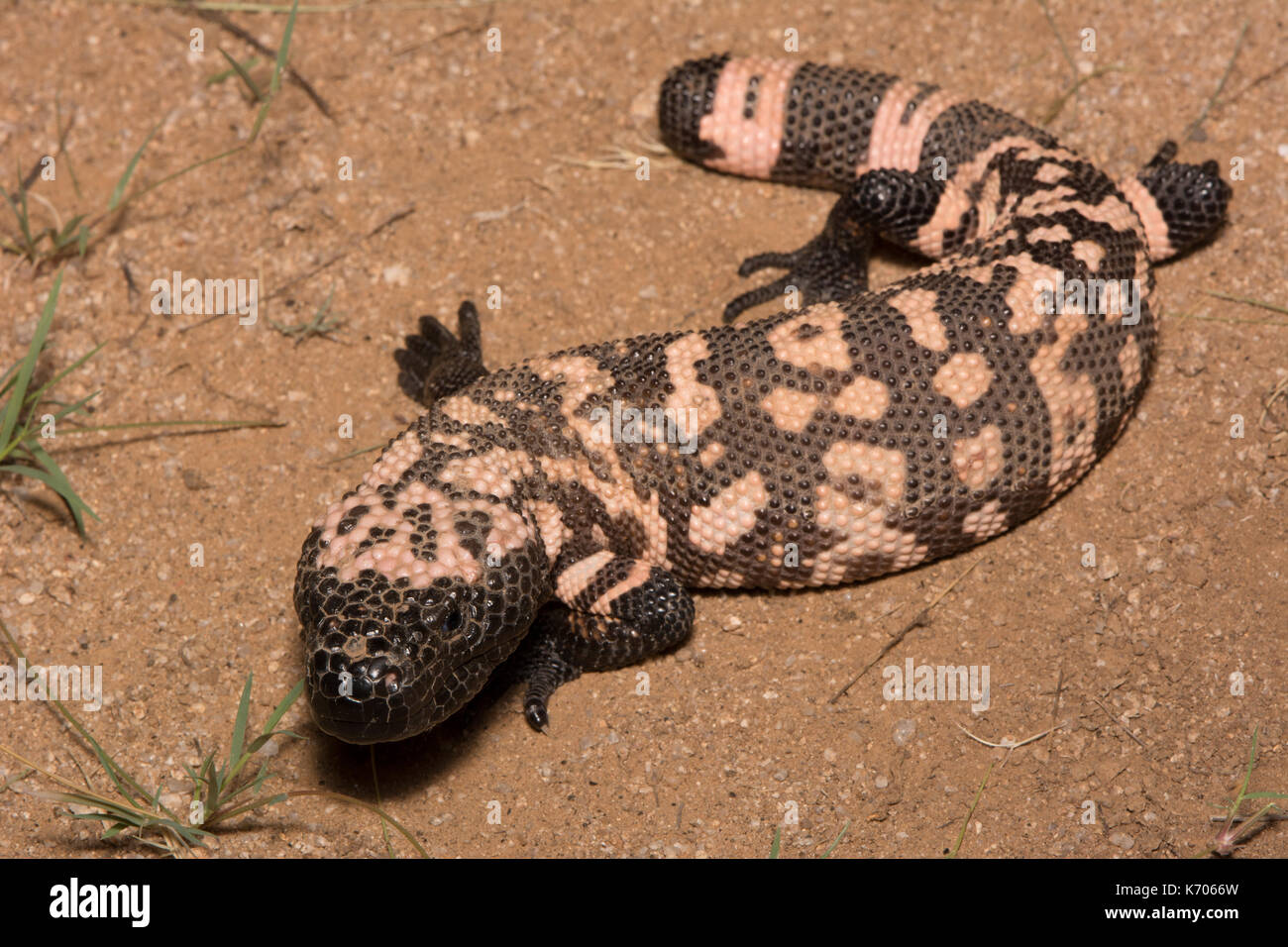 Gila Monster (Heloderma suspectum) from Sonora, Mexico Stock Photo - Alamy