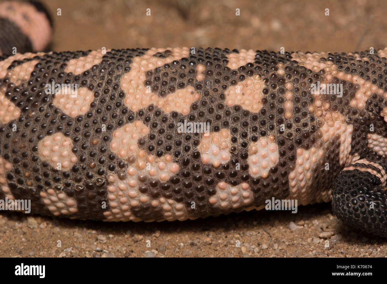 Gila Monster (Heloderma suspectum) from Sonora, Mexico Stock Photo - Alamy