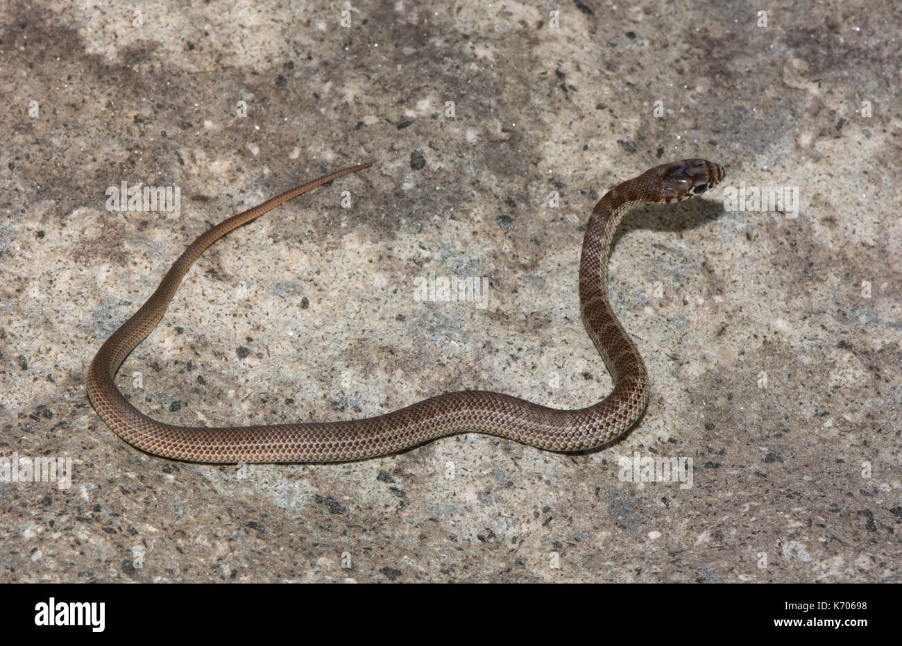 Eastern Yellow-bellied Racer (Coluber constrictor flaviventris) from ...