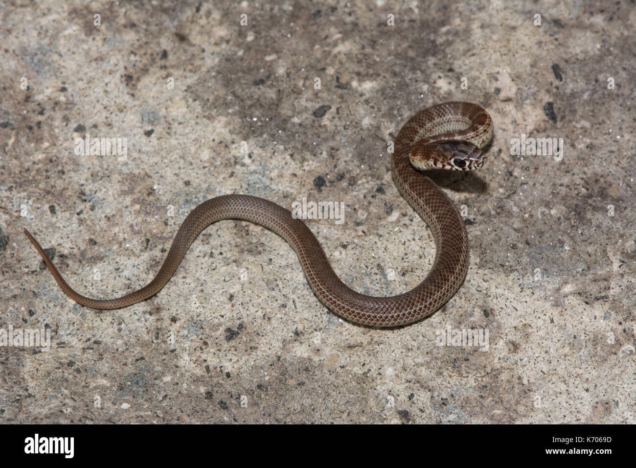 Eastern racer snake hi-res stock photography and images - Alamy