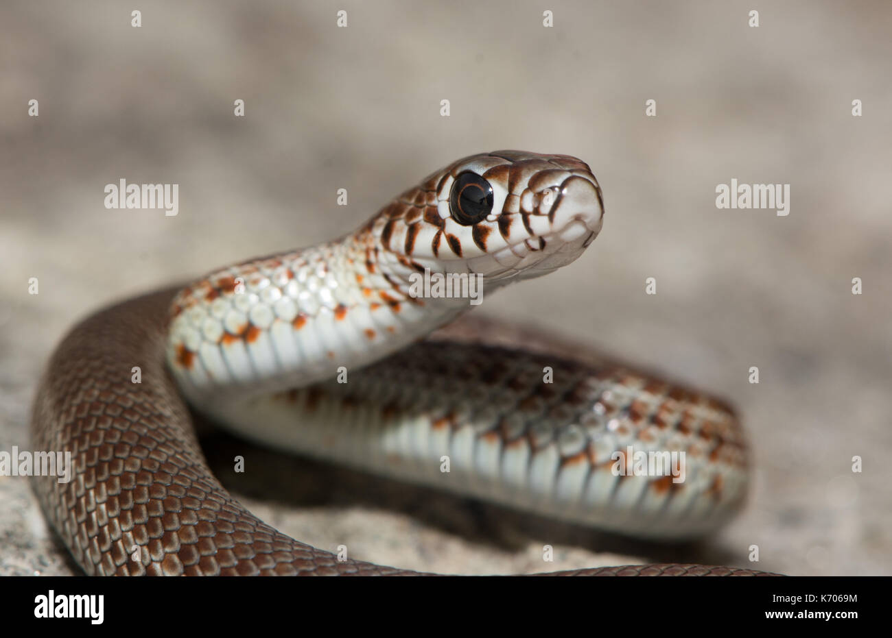 Eastern Yellow-bellied Racer (Coluber constrictor flaviventris) from ...