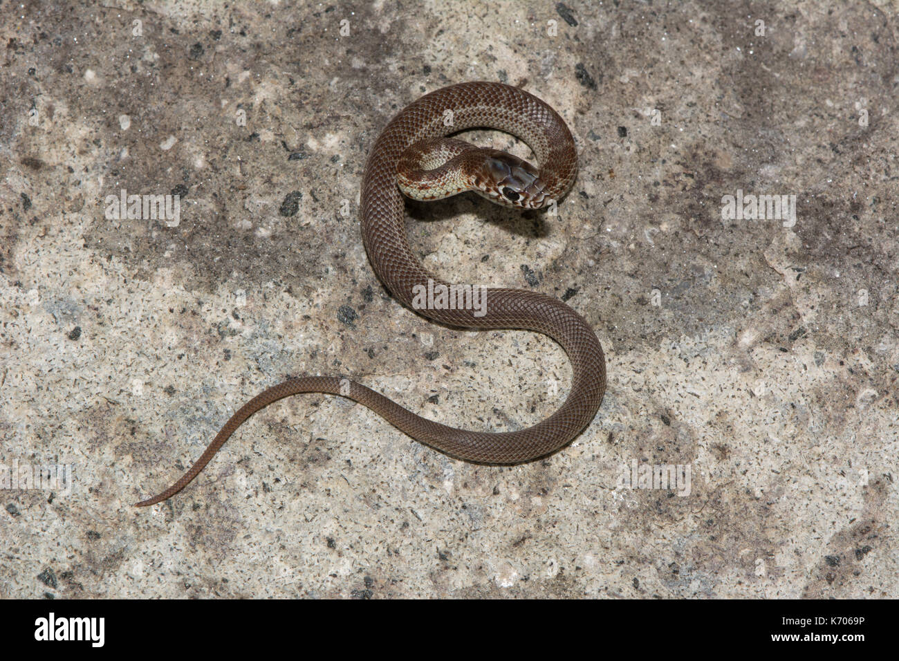 Eastern Yellow-bellied Racer (Coluber constrictor flaviventris) from ...