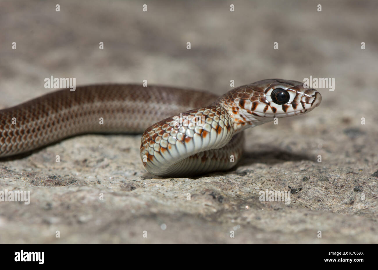 Eastern Yellow-bellied Racer (Coluber constrictor flaviventris) from ...