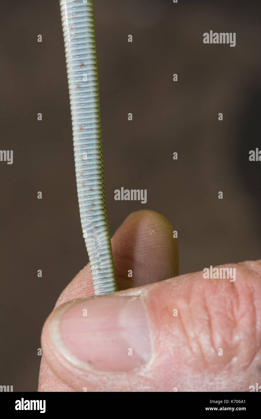 Eastern Yellow-bellied Racer (Coluber constrictor flaviventris) from ...