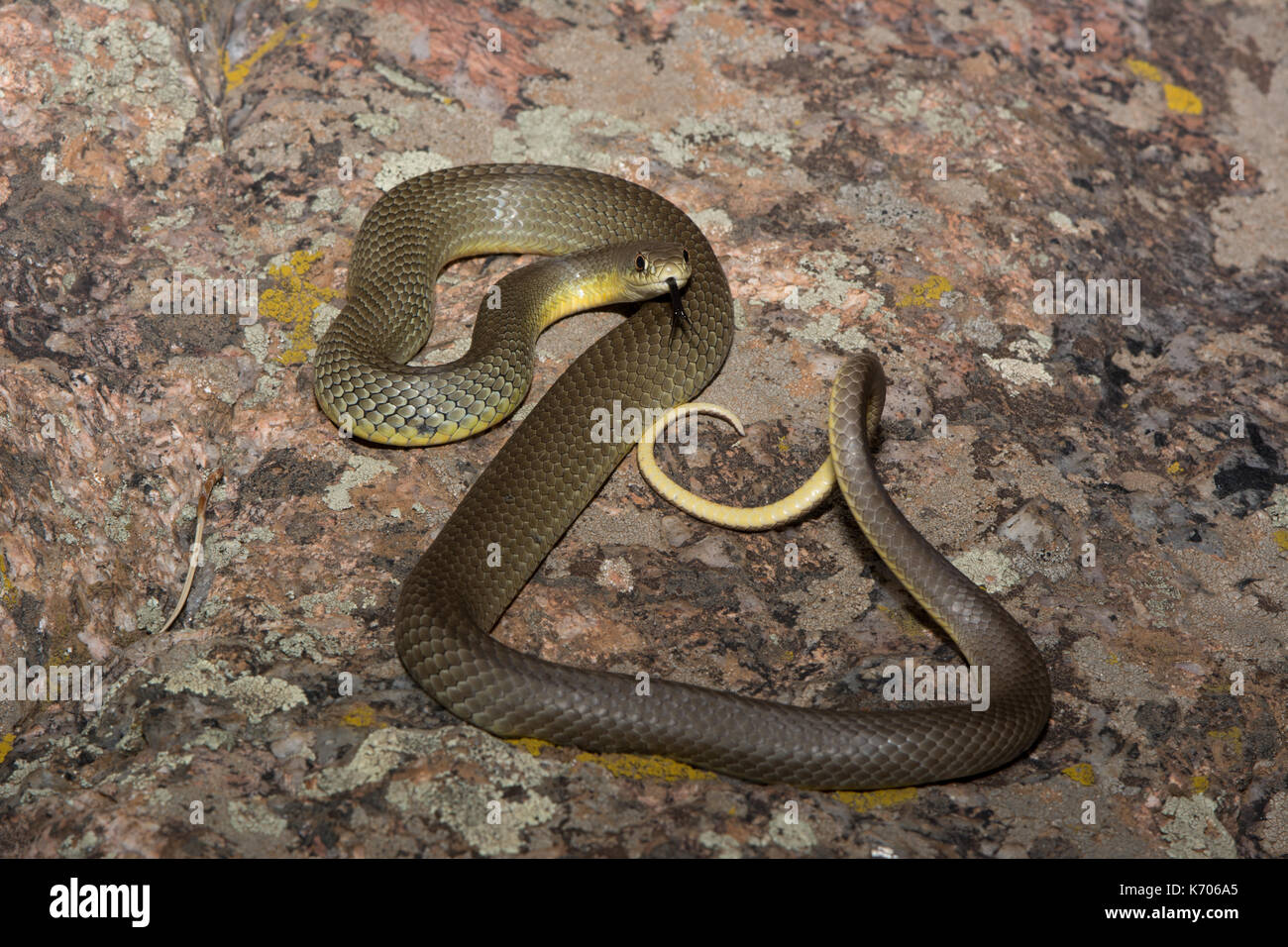 Eastern Yellow-bellied Racer (Coluber constrictor flaviventris) from ...