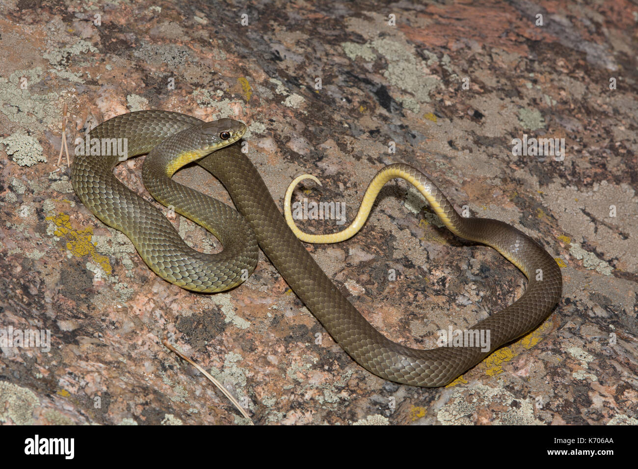 Eastern Yellow-bellied Racer (Coluber constrictor flaviventris) from ...