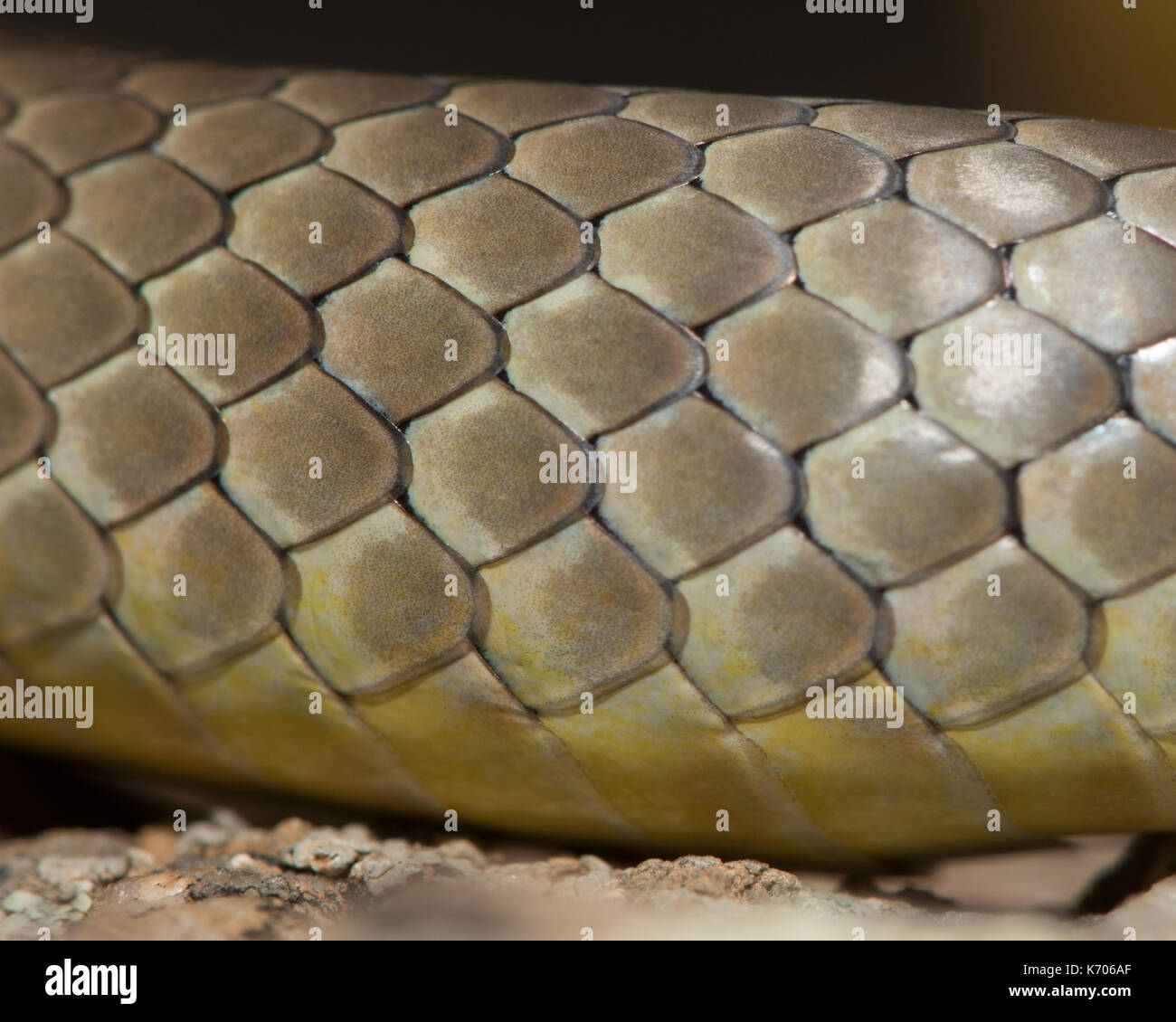 Eastern Yellow-bellied Racer (Coluber constrictor flaviventris) from ...