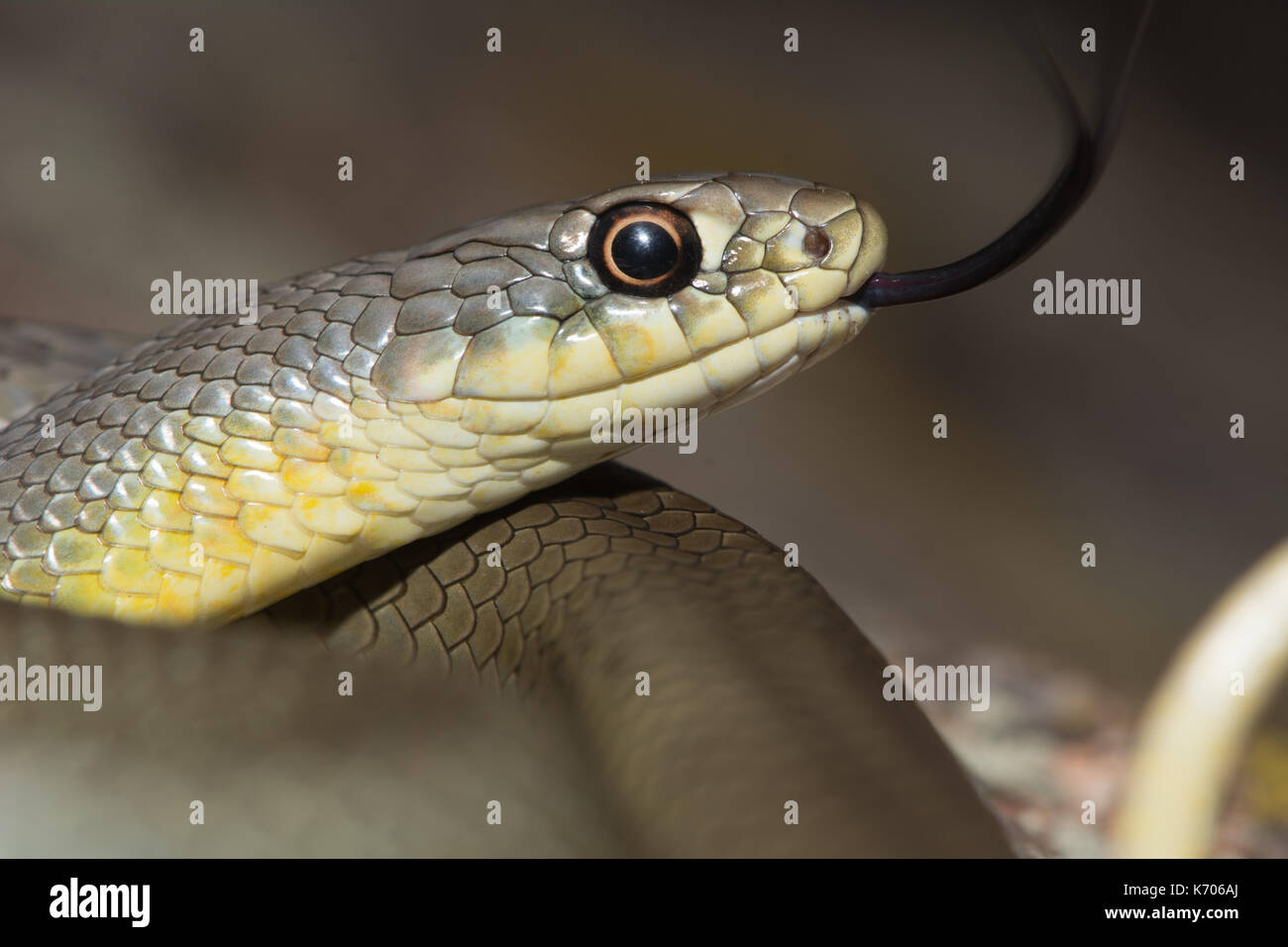 Eastern Yellow-bellied Racer (Coluber constrictor flaviventris) from ...