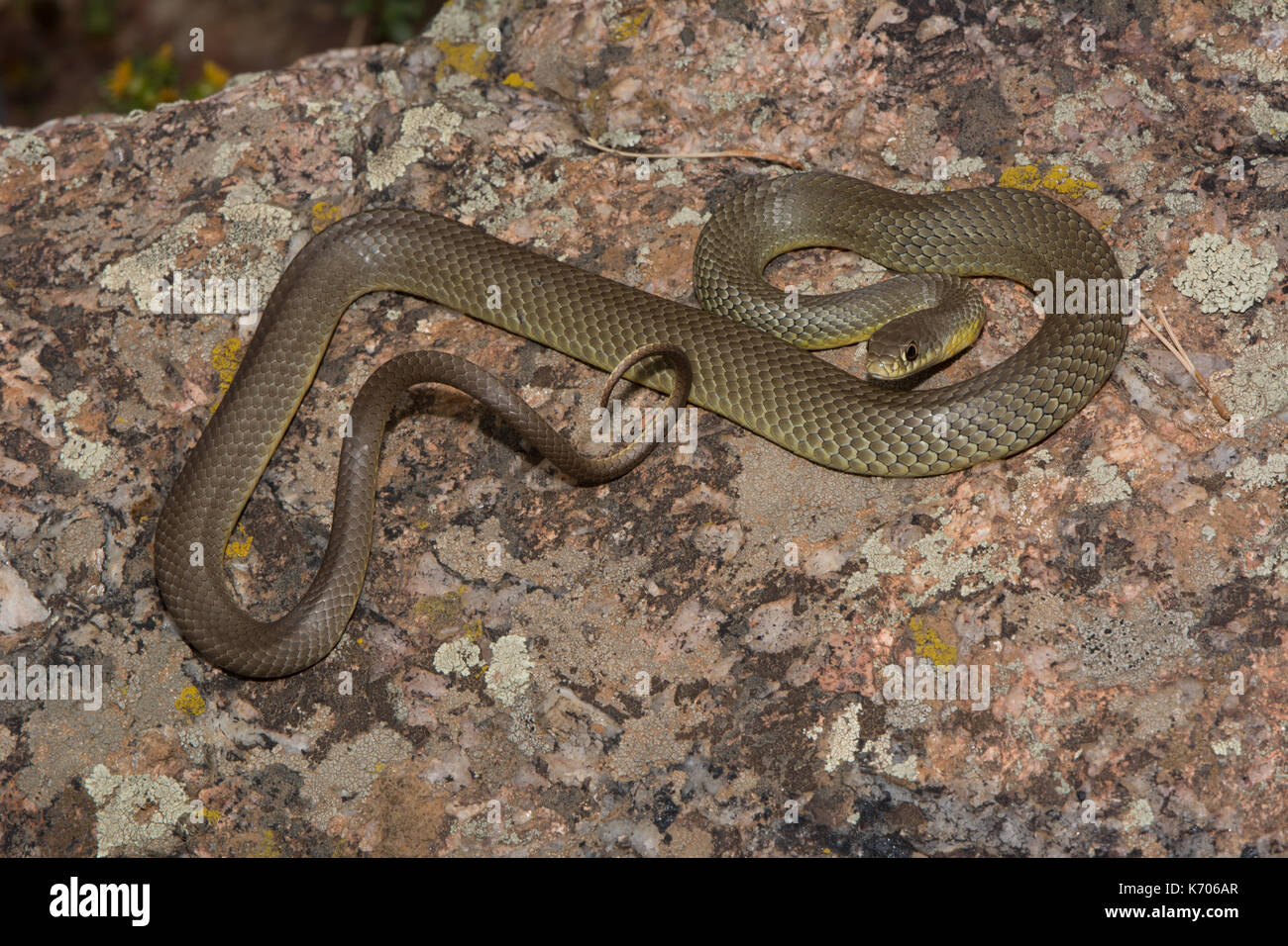 Eastern Yellow-bellied Racer (Coluber constrictor flaviventris) from ...