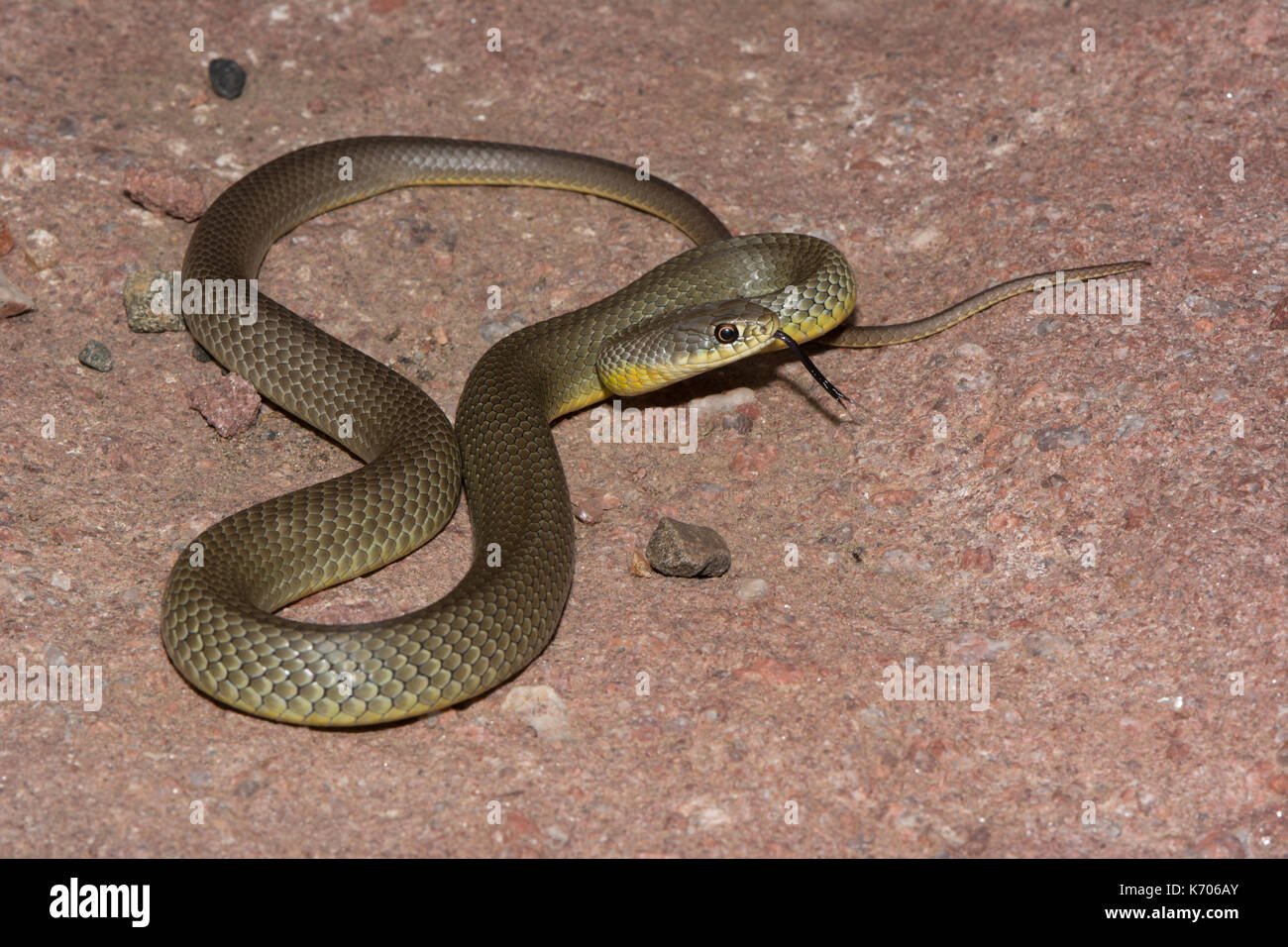 Eastern Yellow-bellied Racer (Coluber constrictor flaviventris) from ...