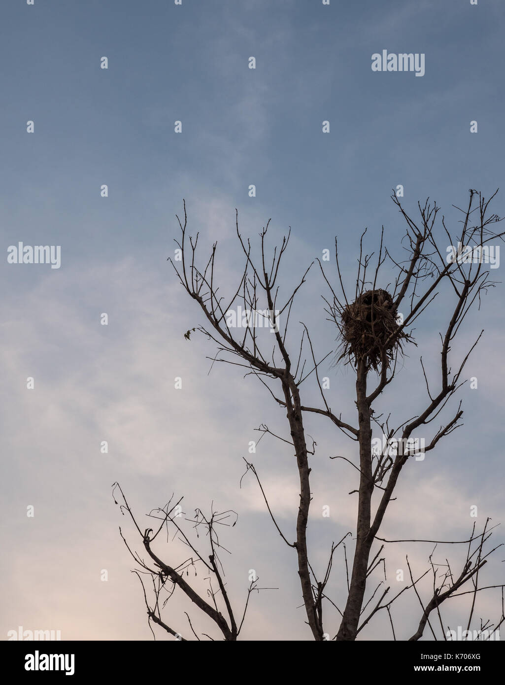 Large bird nest hi-res stock photography and images - Alamy