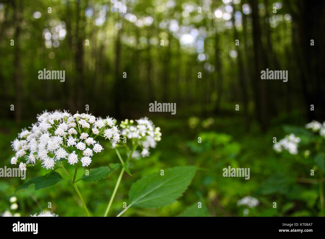 Wildflowers deep in the forest Stock Photo - Alamy