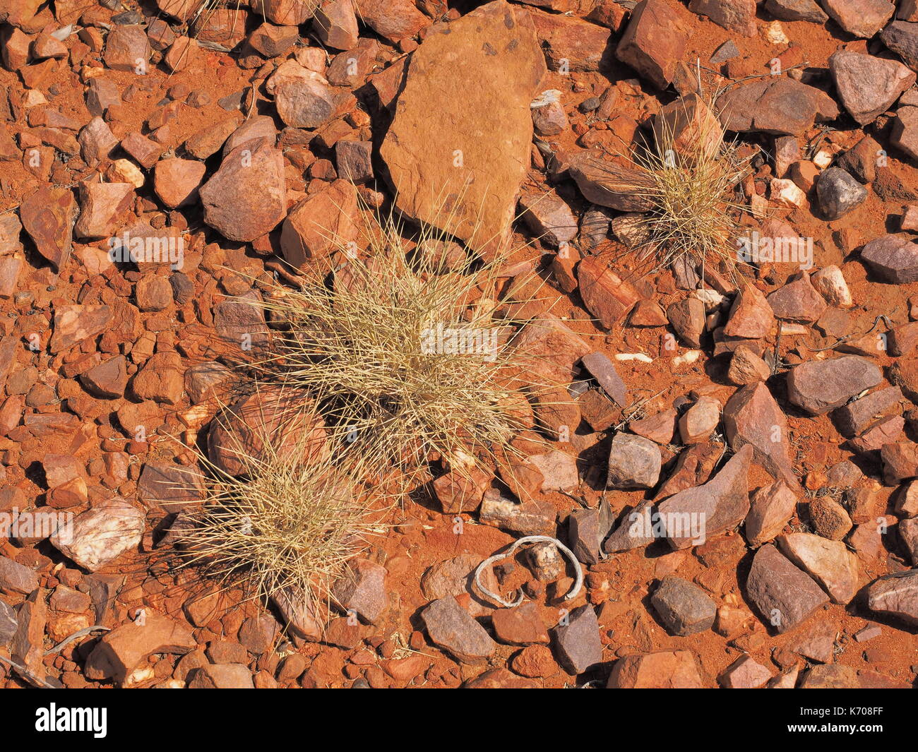 Triodia species hi-res stock photography and images - Alamy