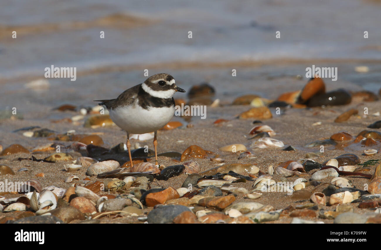 A pretty Ringed Plover (Charadrius hiaticula) on the shoreline at high ...