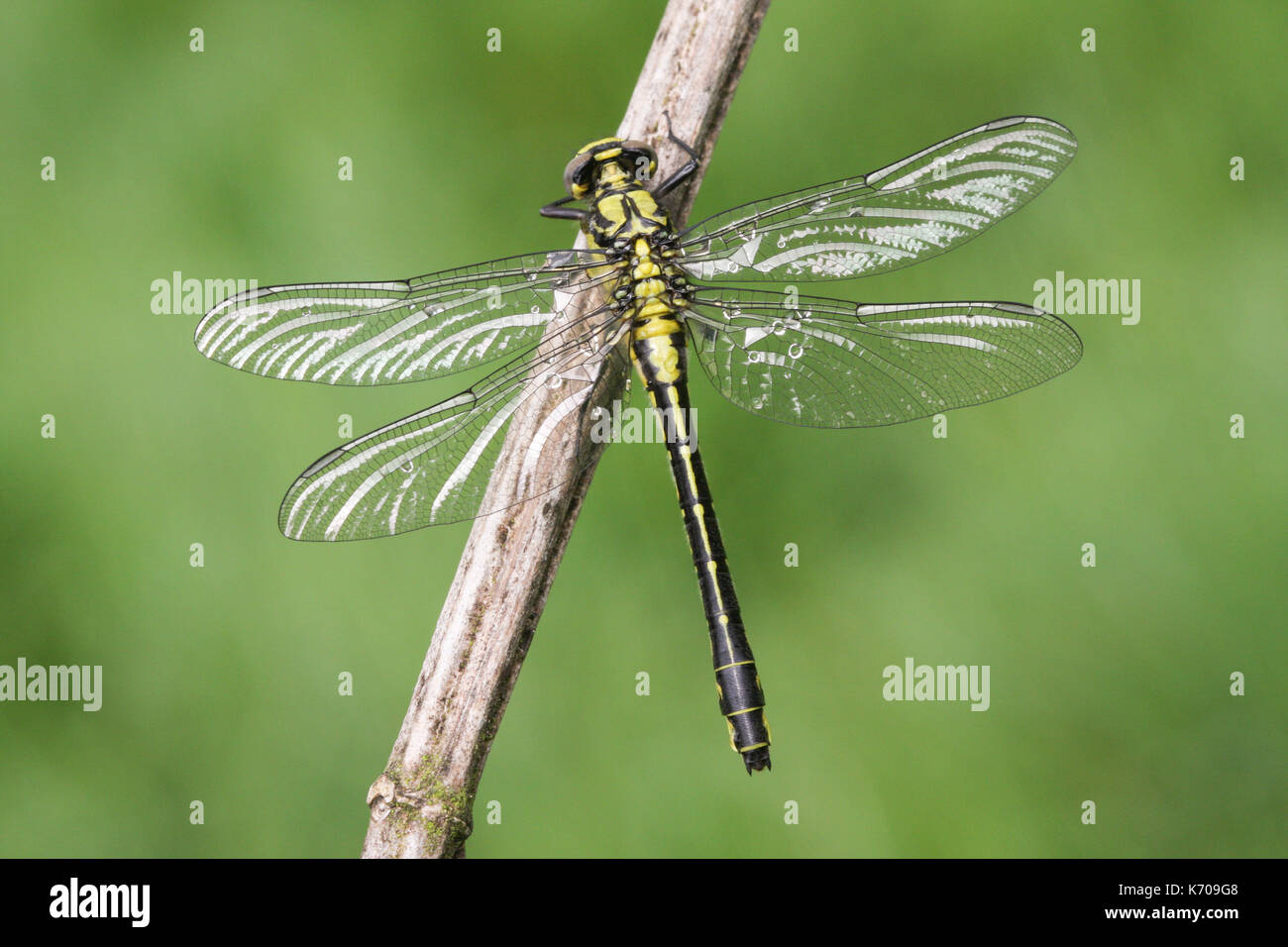 A rare Club-tailed Dragonfly (Gomphus vulgatissimus) perched on a plant ...