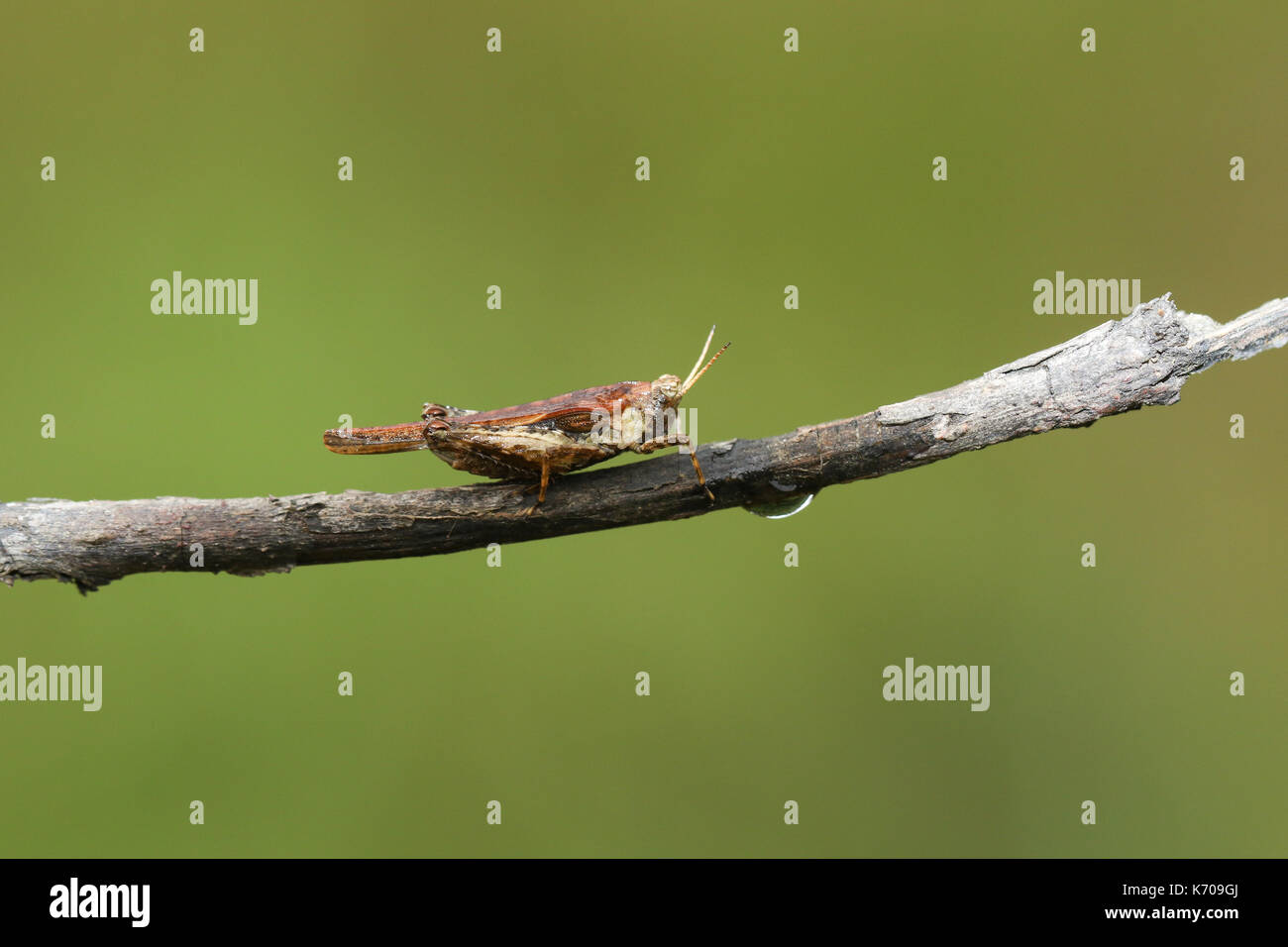 A Slender Groundhopper (Tetrix subulata) perched on a twig Stock Photo ...