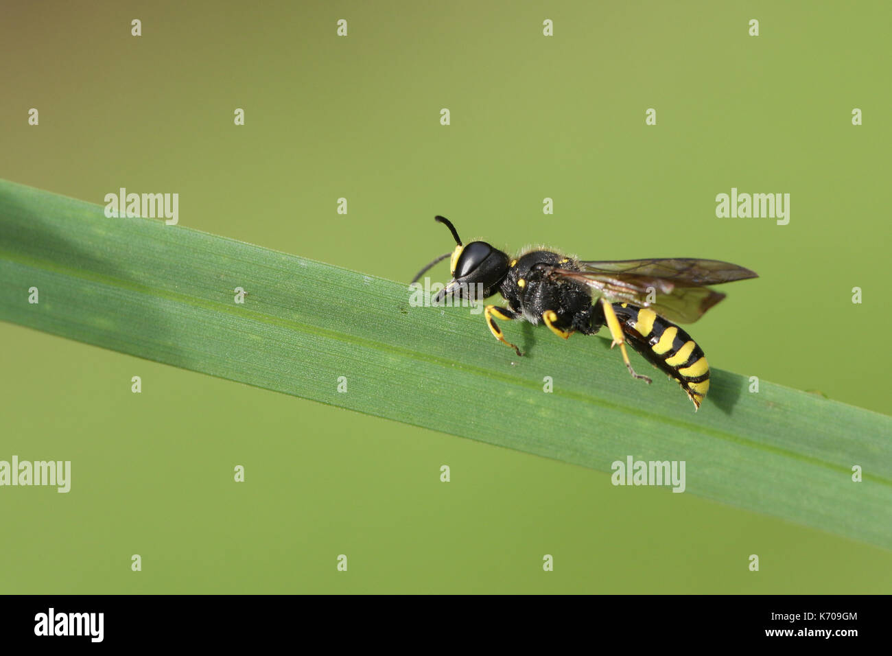 A pretty Field Digger Wasp (Mellinus arvensis) roosting on a blade of ...