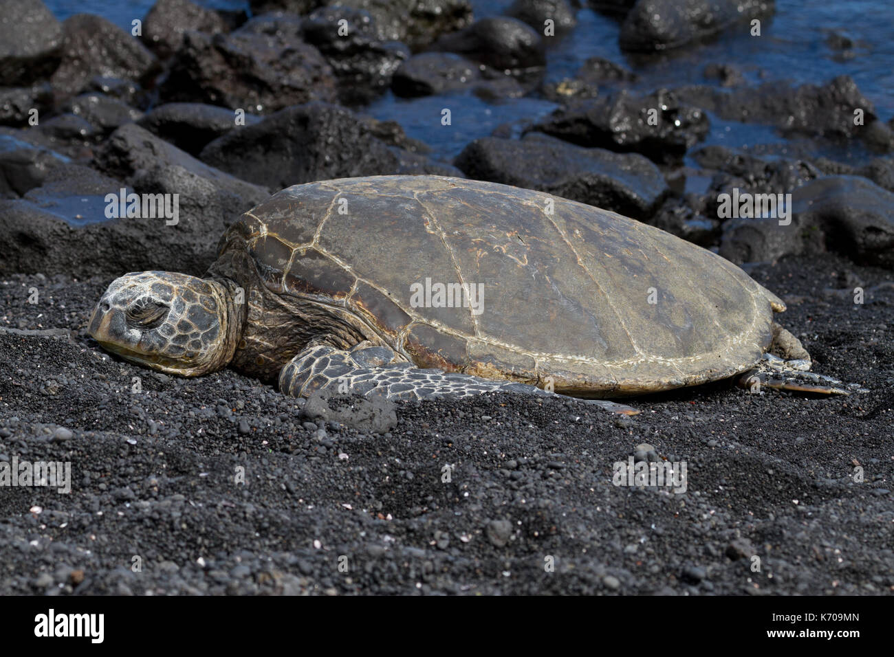 Hawksbill Turtle in Hawaii Stock Photo - Alamy