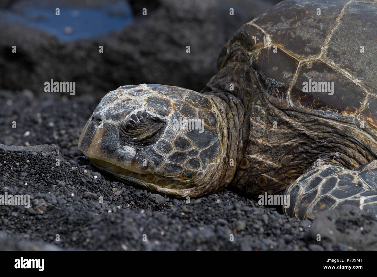 Hawksbill Turtle in Hawaii Stock Photo - Alamy