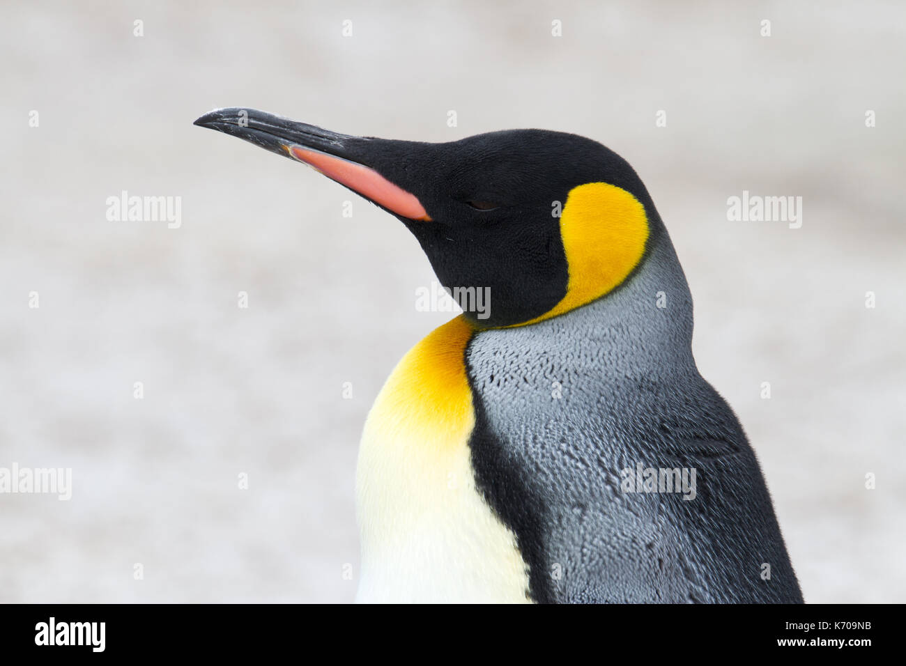 Close up king penguin feathers hi-res stock photography and images - Alamy