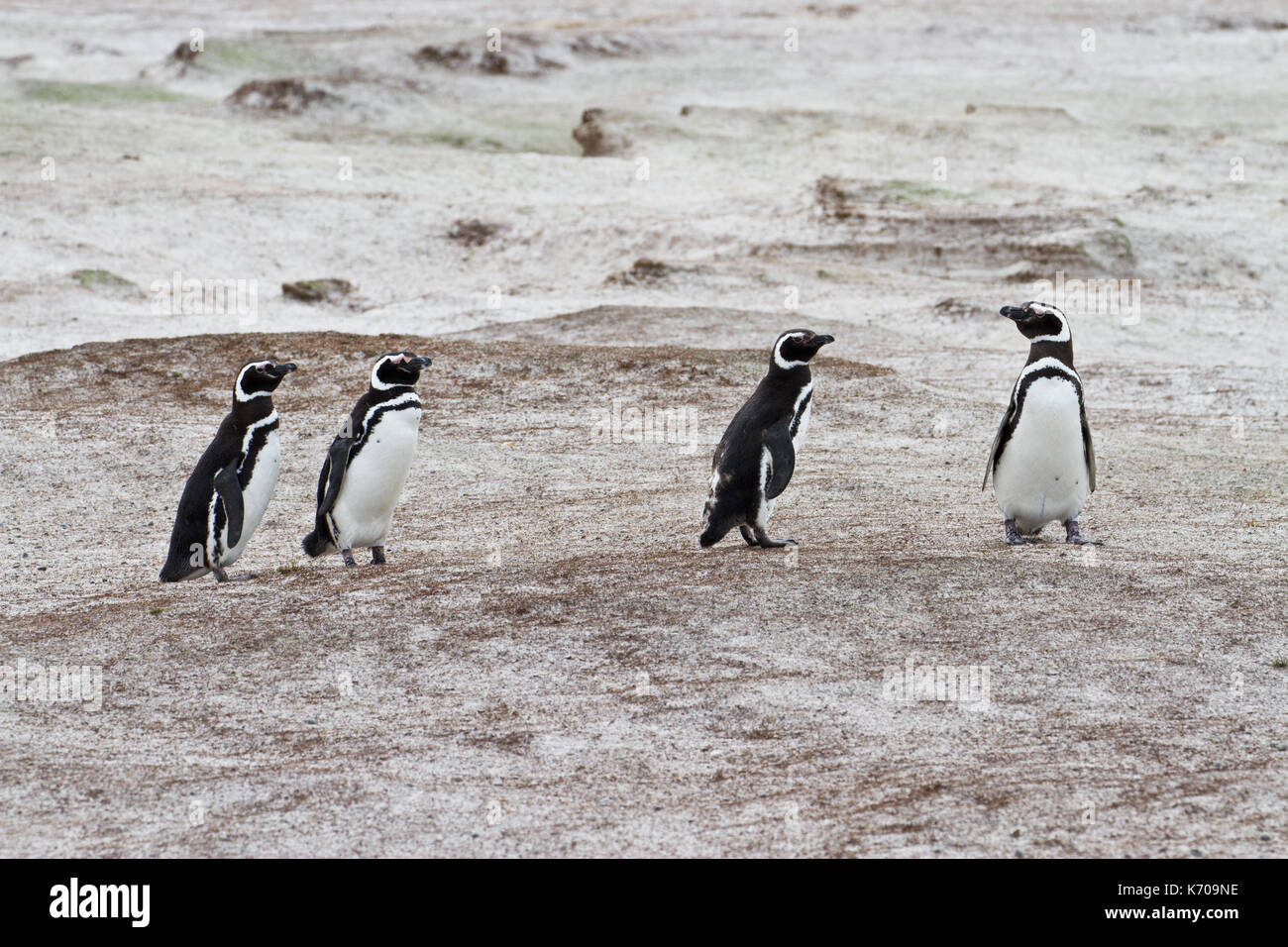 magellanic penguins, falkland islands Stock Photo - Alamy