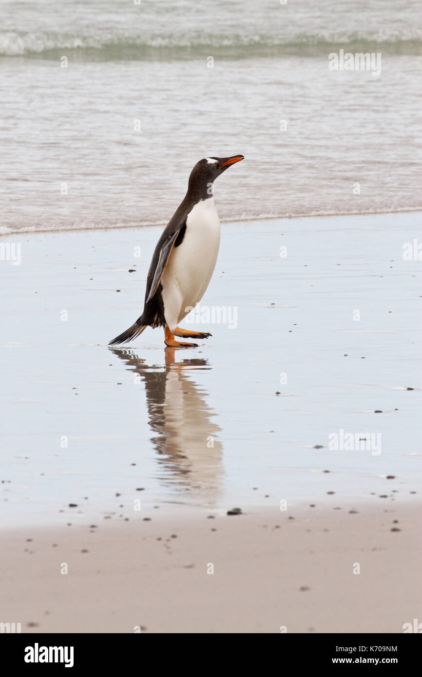 Waddle sea hi-res stock photography and images - Alamy