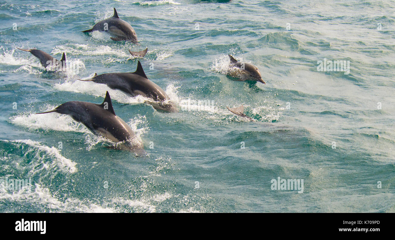 Common dophin hi-res stock photography and images - Alamy