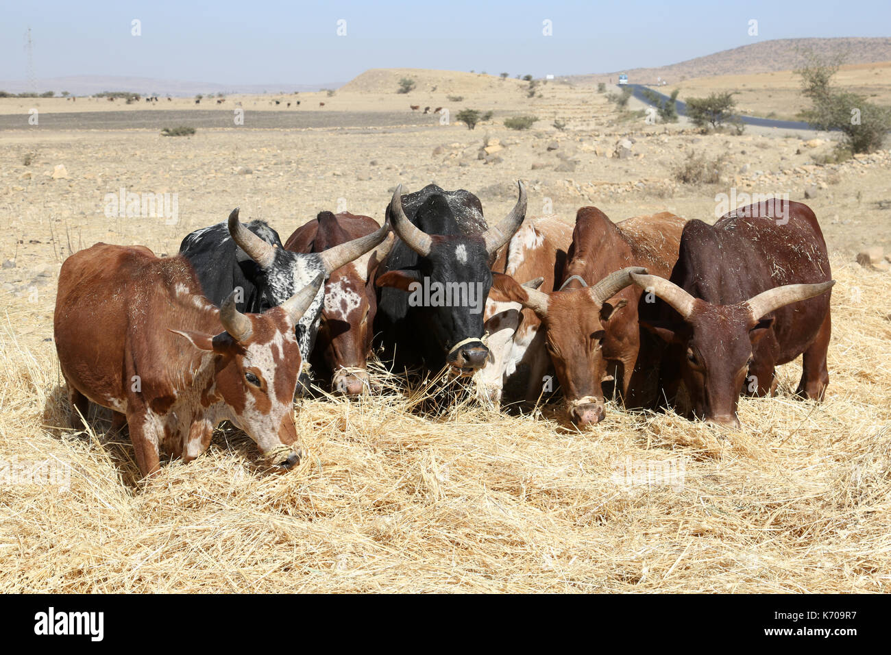Ethiopian farmer using his cows for threshing harvest Stock Photo - Alamy
