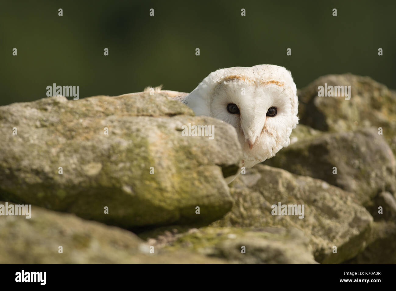 Barn owl on wall hi-res stock photography and images - Alamy