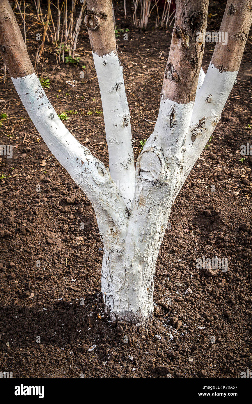 Whitewashing the trunks of trees from the garden pests Stock Photo - Alamy