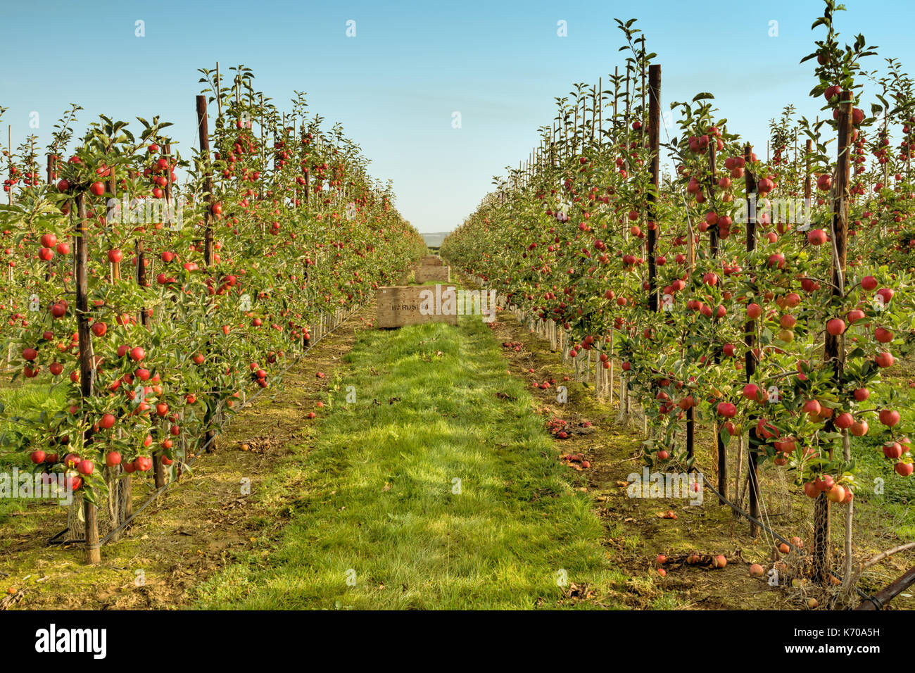 Apples ready for picking Stock Photo - Alamy
