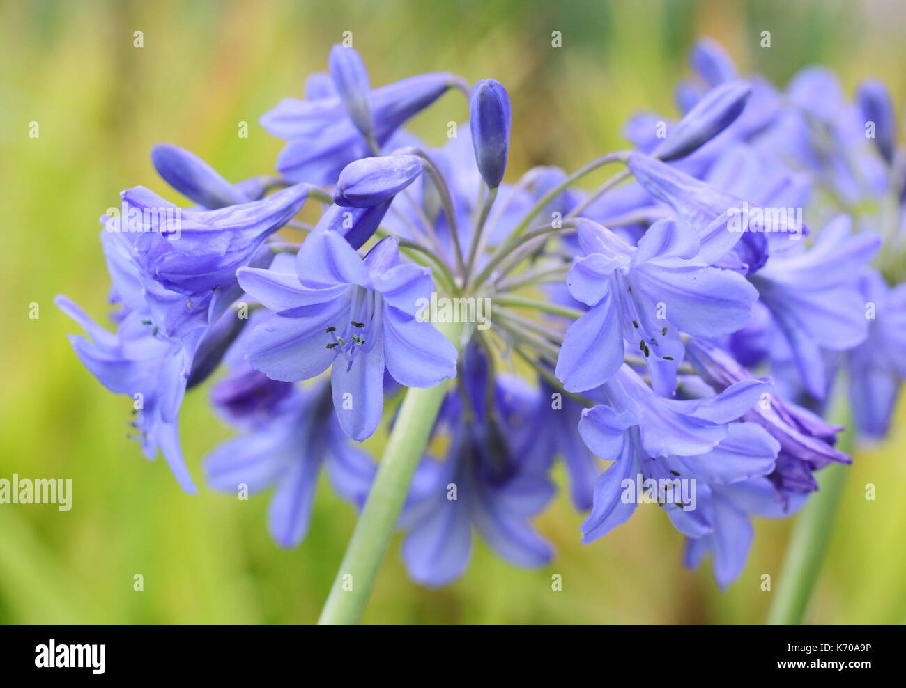 African bluebell hi-res stock photography and images - Alamy