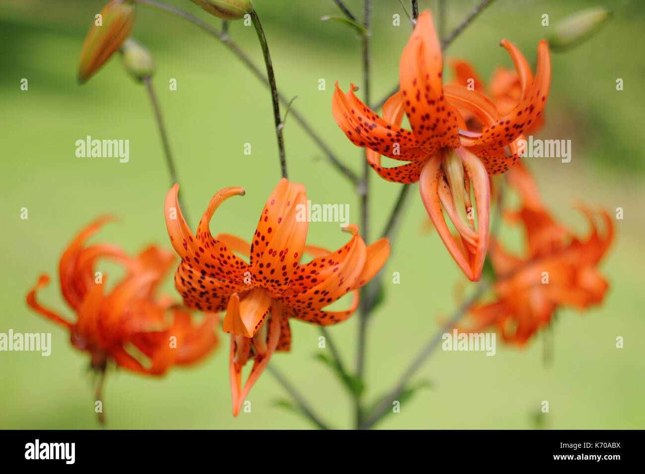Lilium lancifolium 'Flore Pleno', also called tiger lily or Double ...