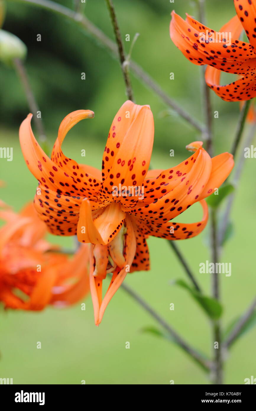 Lilium lancifolium 'Flore Pleno', also called tiger lily or Double ...
