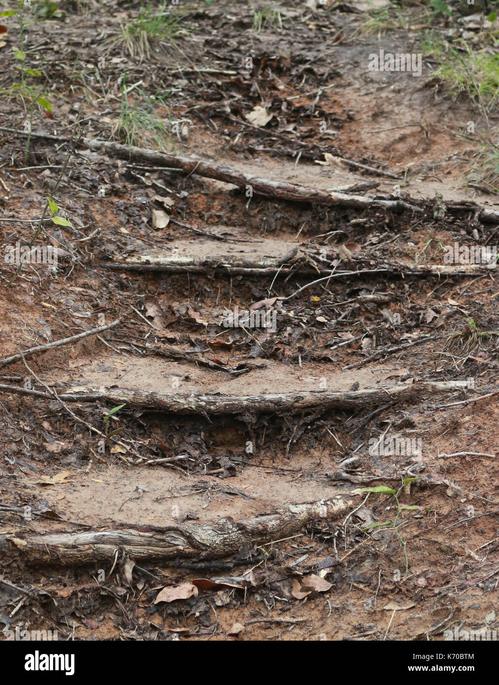 Roots Make Stairs Stock Photo - Alamy