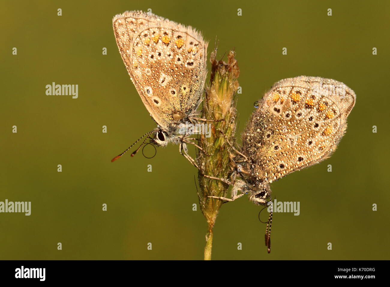 Male common blue butterflies hi-res stock photography and images - Alamy