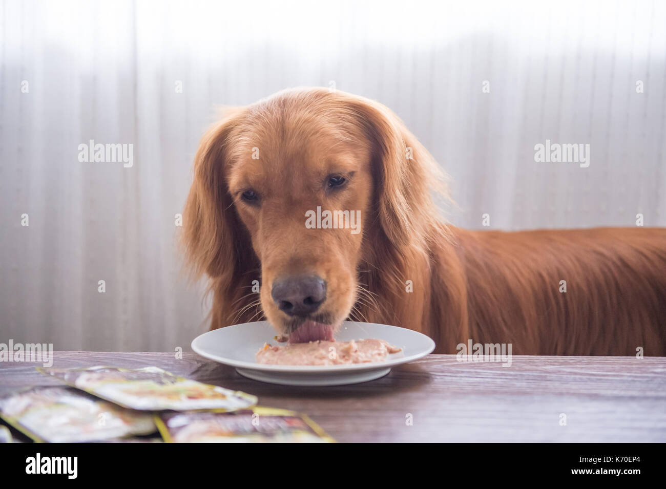 The Golden Retriever eating Stock Photo - Alamy