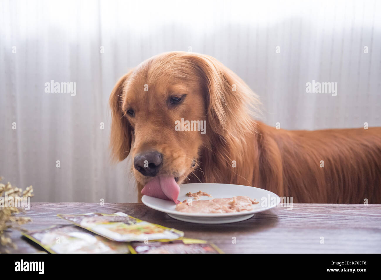 The Golden Retriever eating Stock Photo - Alamy