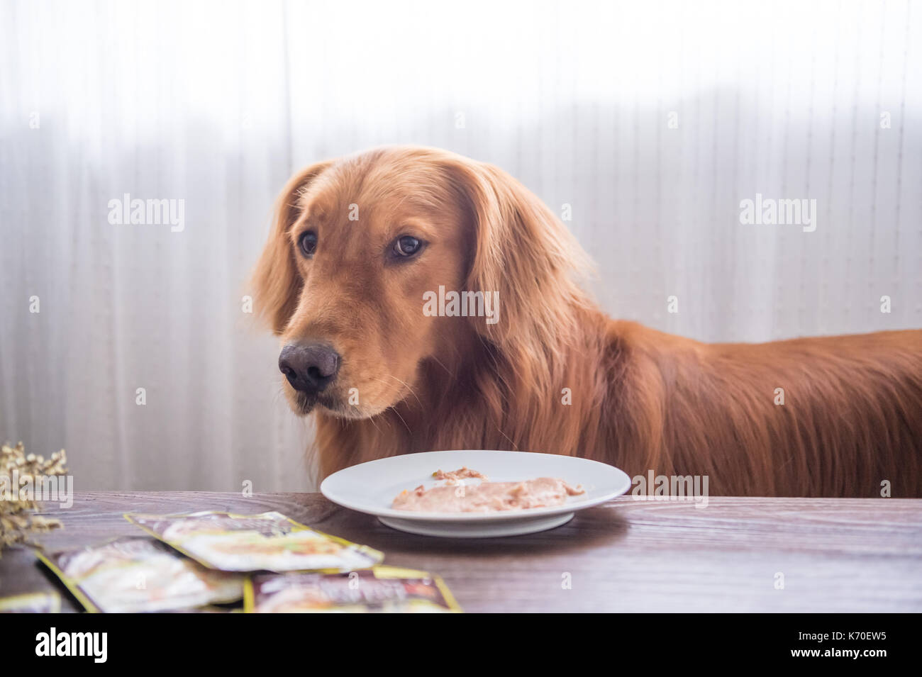 The Golden Retriever eating Stock Photo - Alamy