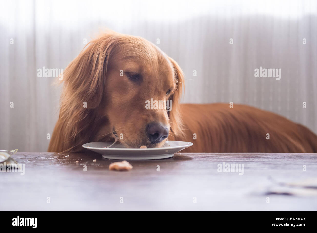 The Golden Retriever eating Stock Photo - Alamy