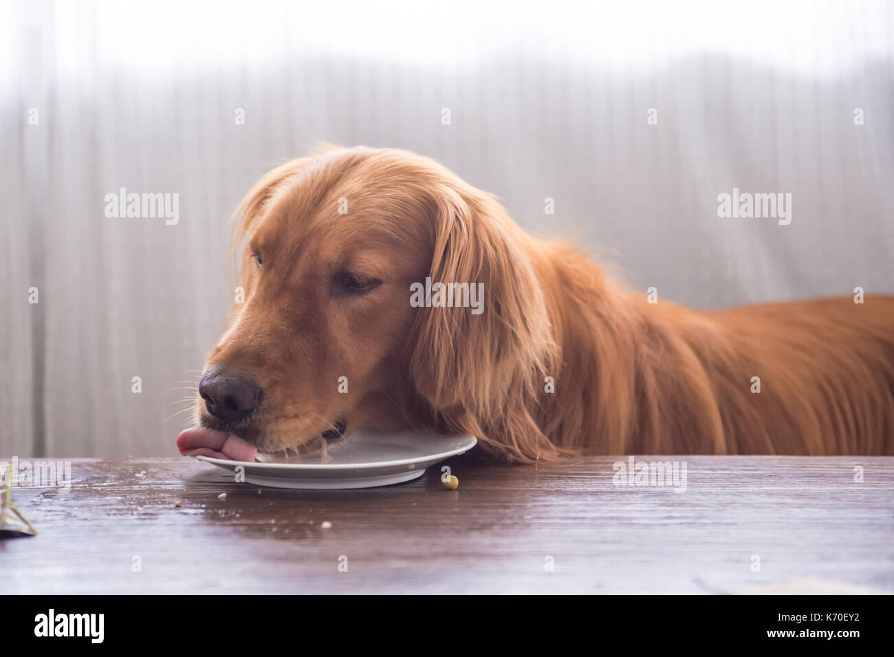 The Golden Retriever eating Stock Photo - Alamy