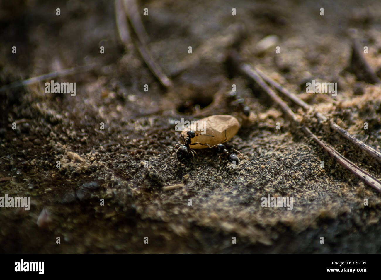 Ant carrying larva hi-res stock photography and images - Alamy