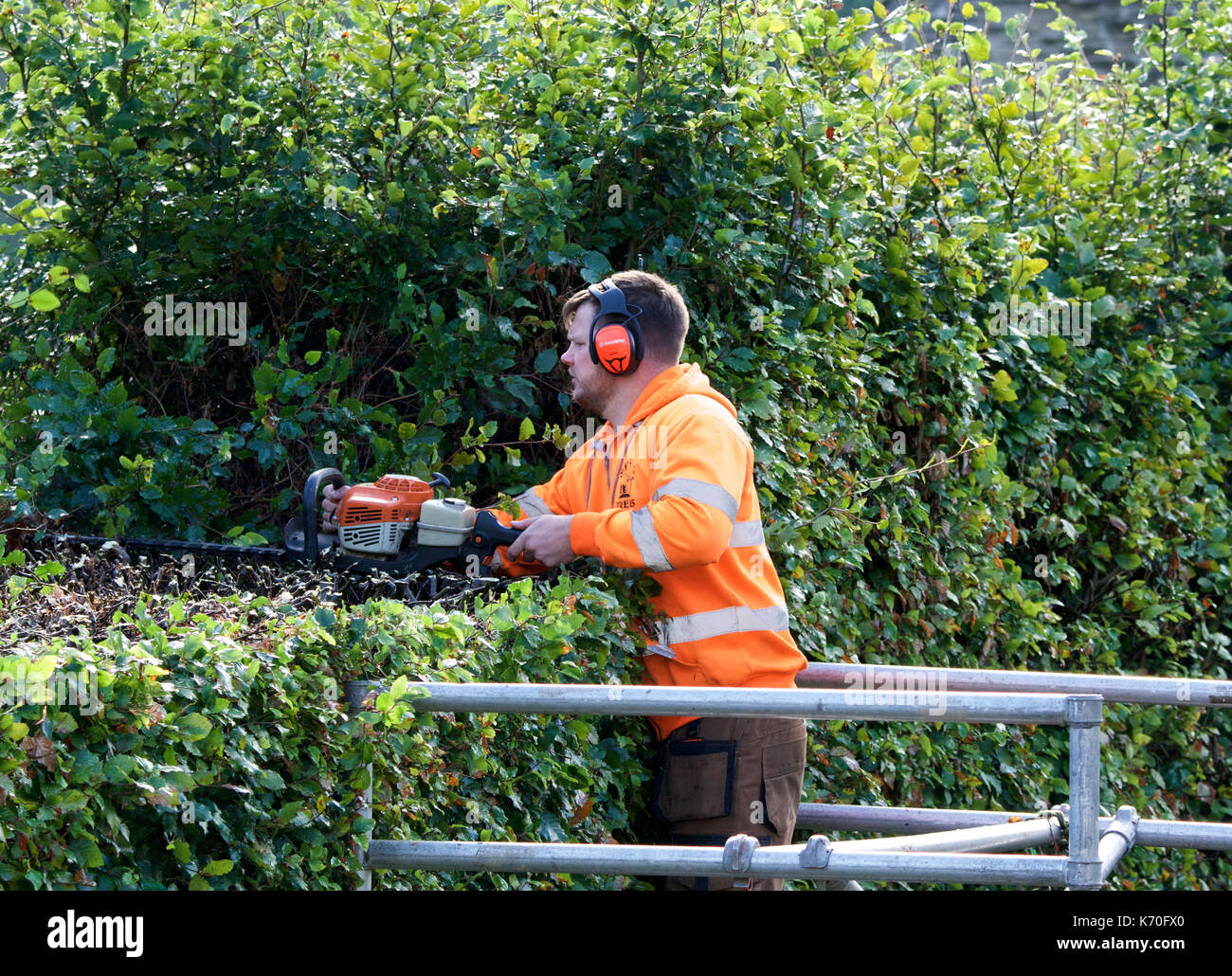 A tree surgeon at work Stock Photo - Alamy
