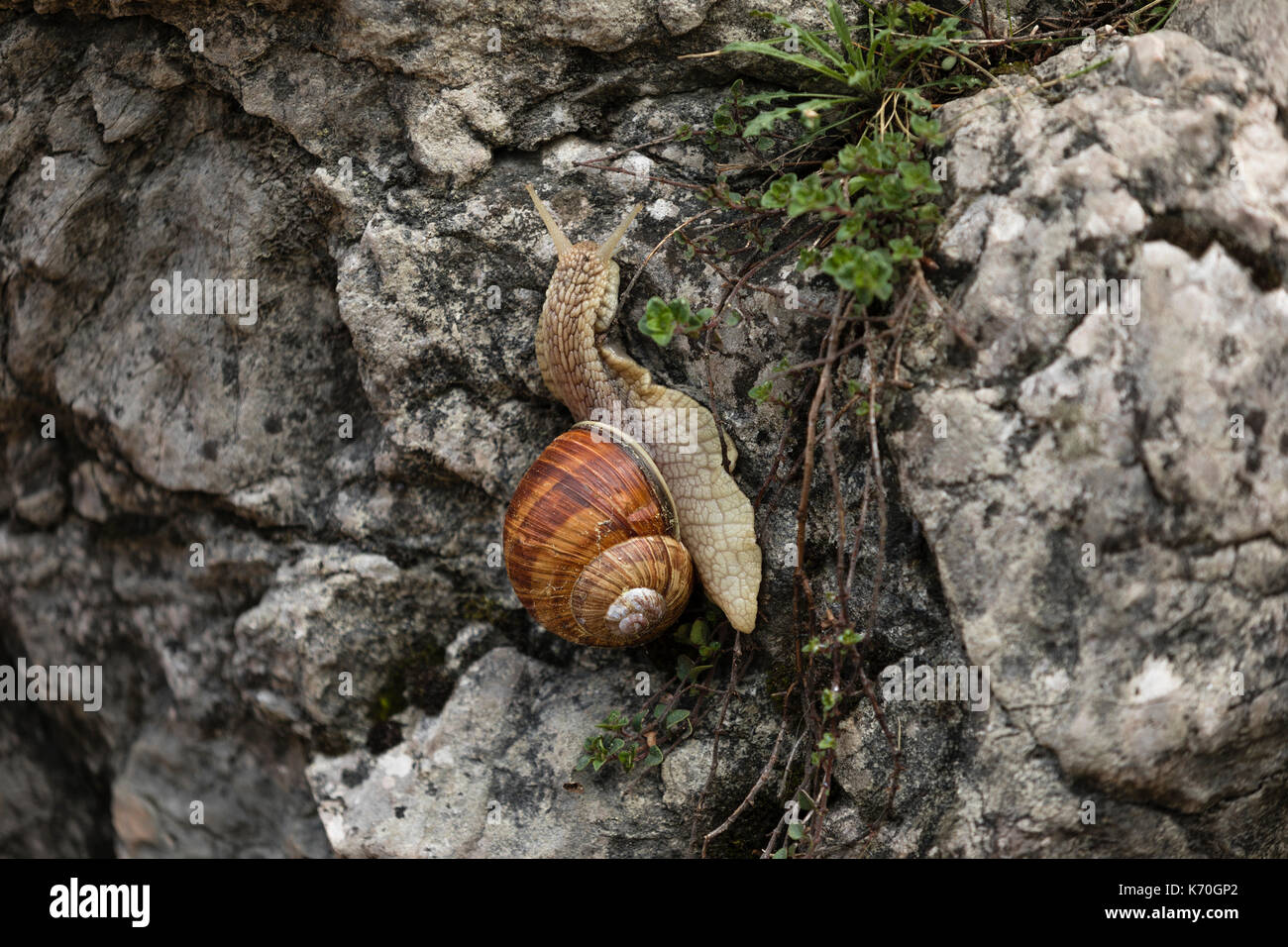 Snaily hi-res stock photography and images - Alamy