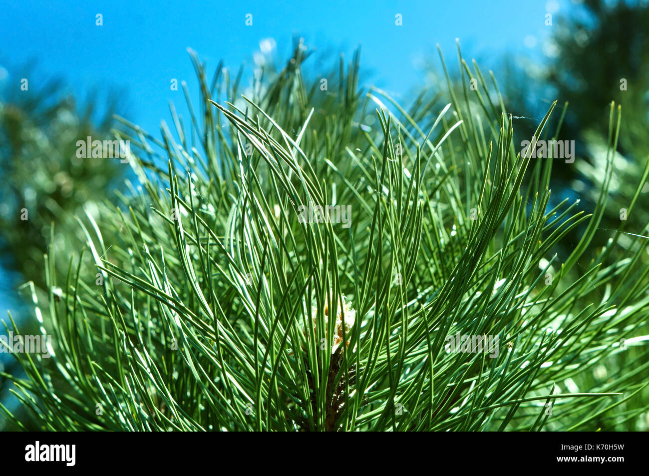 Black cone spruce branch hi-res stock photography and images - Alamy